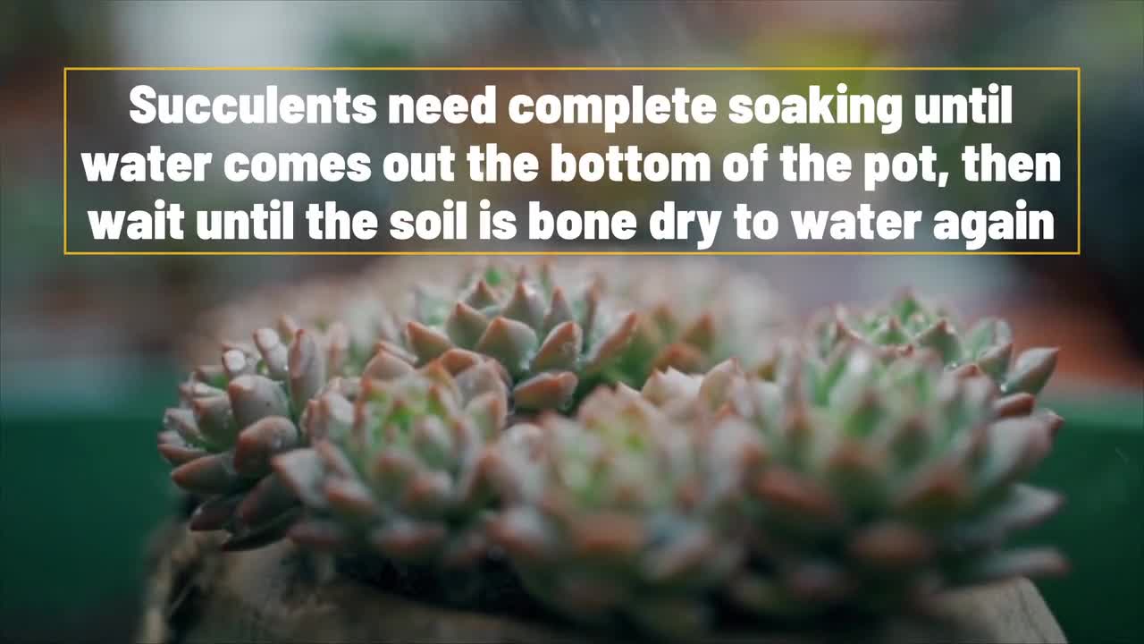 4 mistakes you're making with succulents