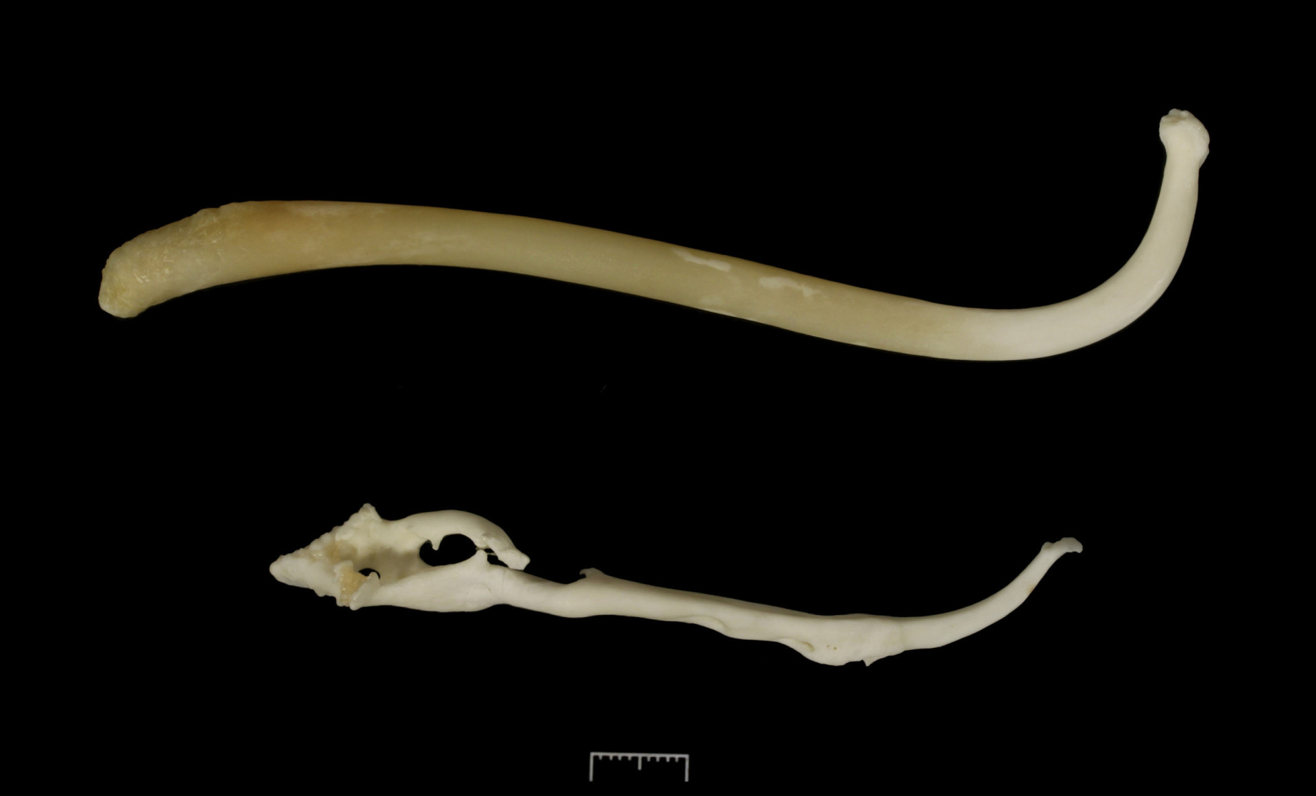 Why don't humans have a baculum, and what exactly is it anyway?
