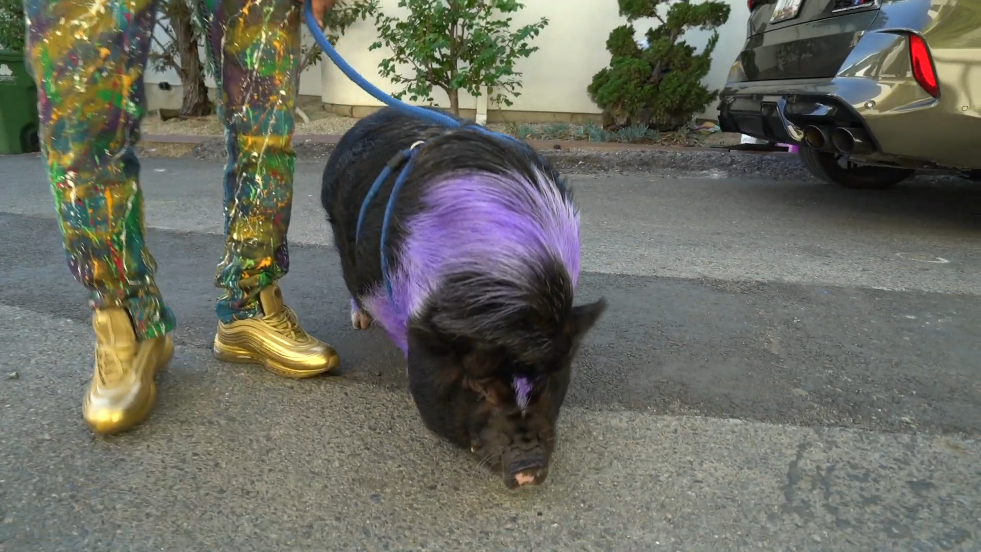 That moment my girlfriend saw the purple pig