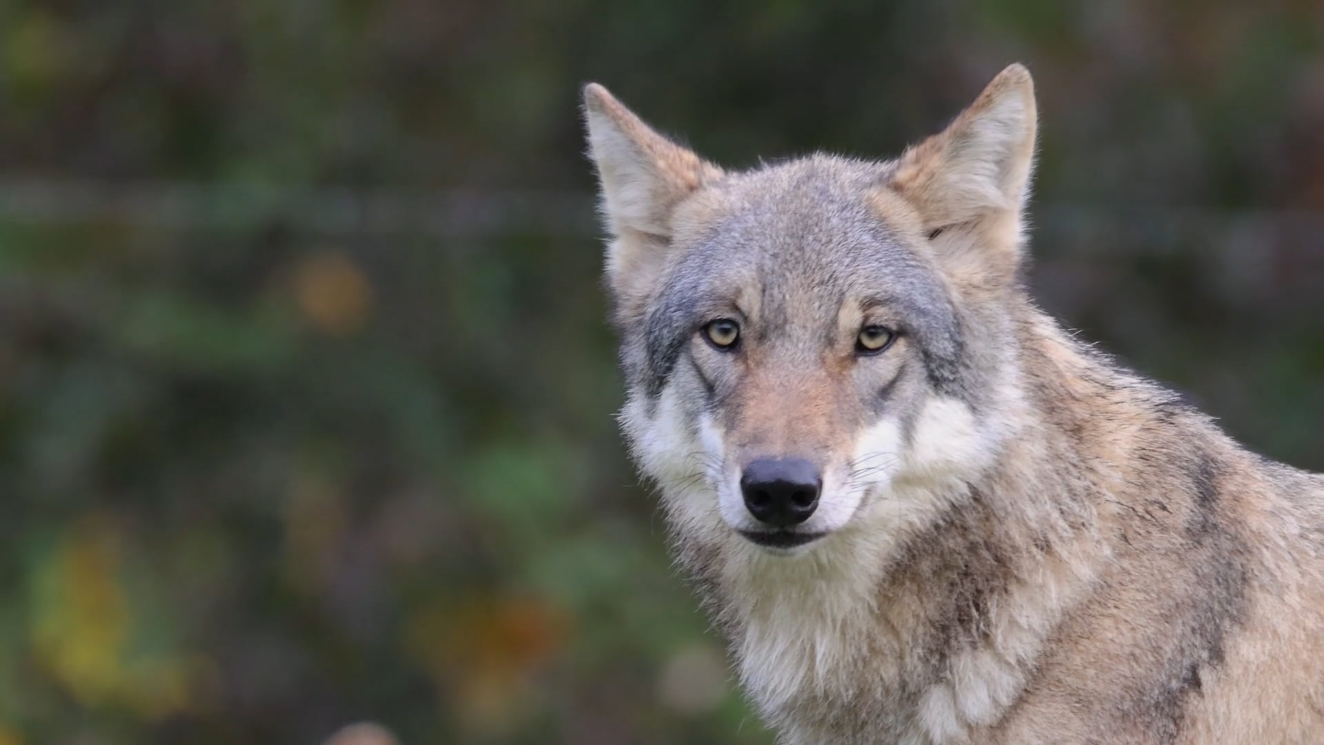 La piste des loups : images au ras du sol de loups dans leur habitat ...