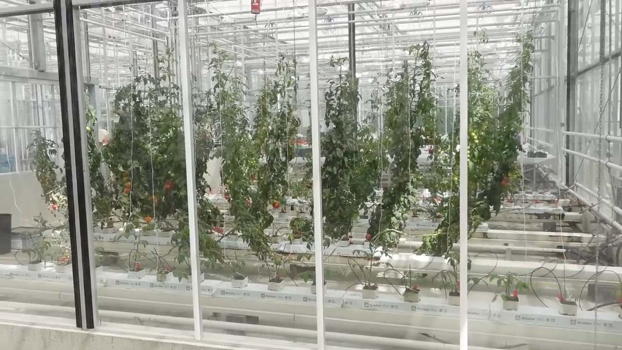 The weed that could feed billions