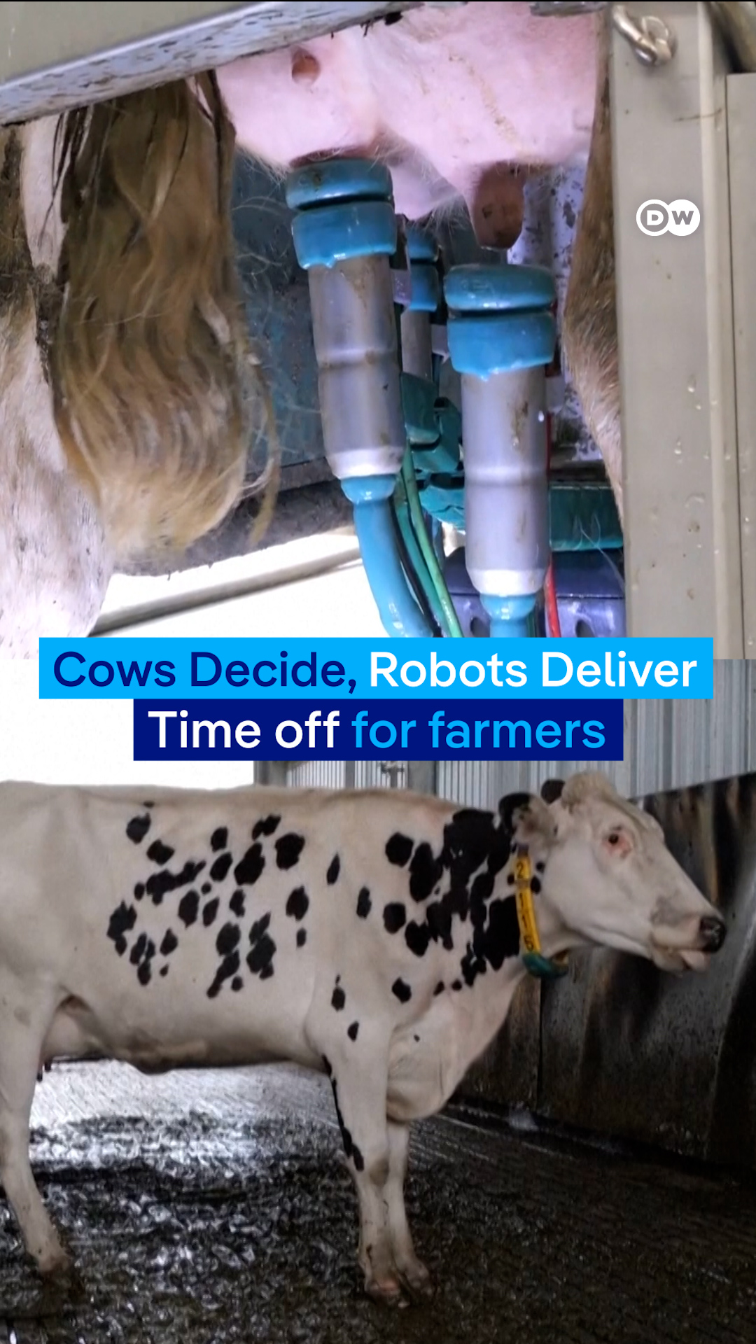Cows decide, robots deliver – time off for farmers