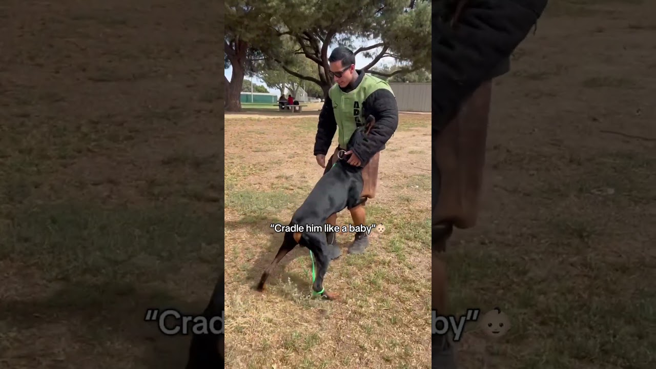 Expert demonstrates professional training for Doberman bite drills