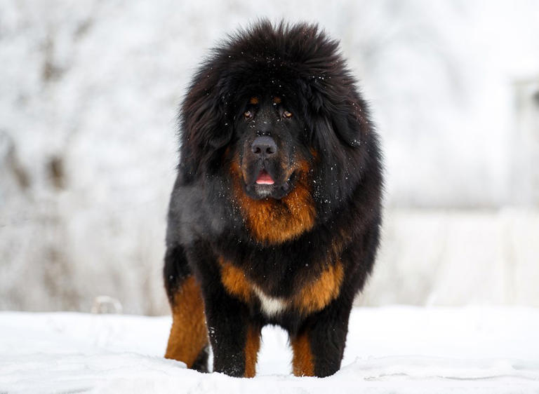 10 best dog breeds for seniors who live alone, according to veterinarians