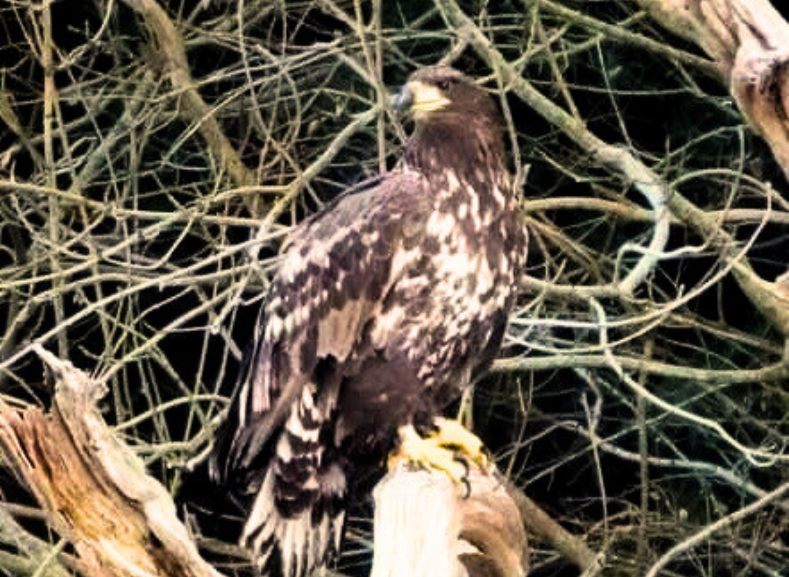‘Iconic bird of prey’ goes missing under ‘suspicious circumstances ...