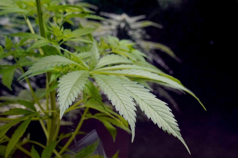 Cannabis advocates tour Capitol, prepare for 2027 session