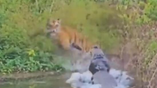 Tiger narrowly escapes crocodile attack at Jim Corbett. Watch viral video here