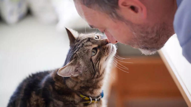 Do cats like getting kisses and how to tell if your cat actually enjoys ...