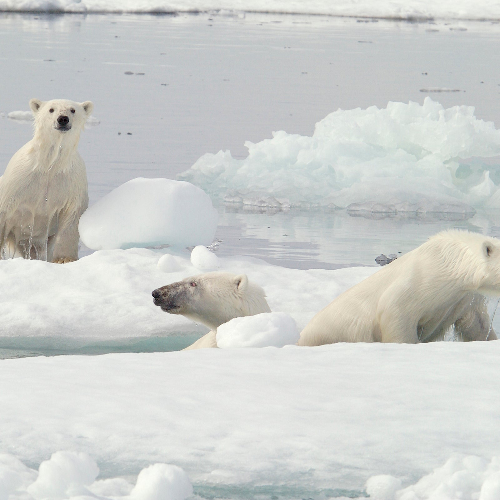 Researchers capture video of rare polar bear adoption