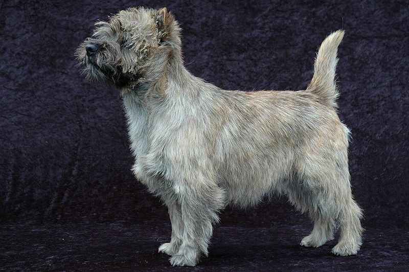 12 terrier breeds – the digging, chasing, and "treasure hunting ...