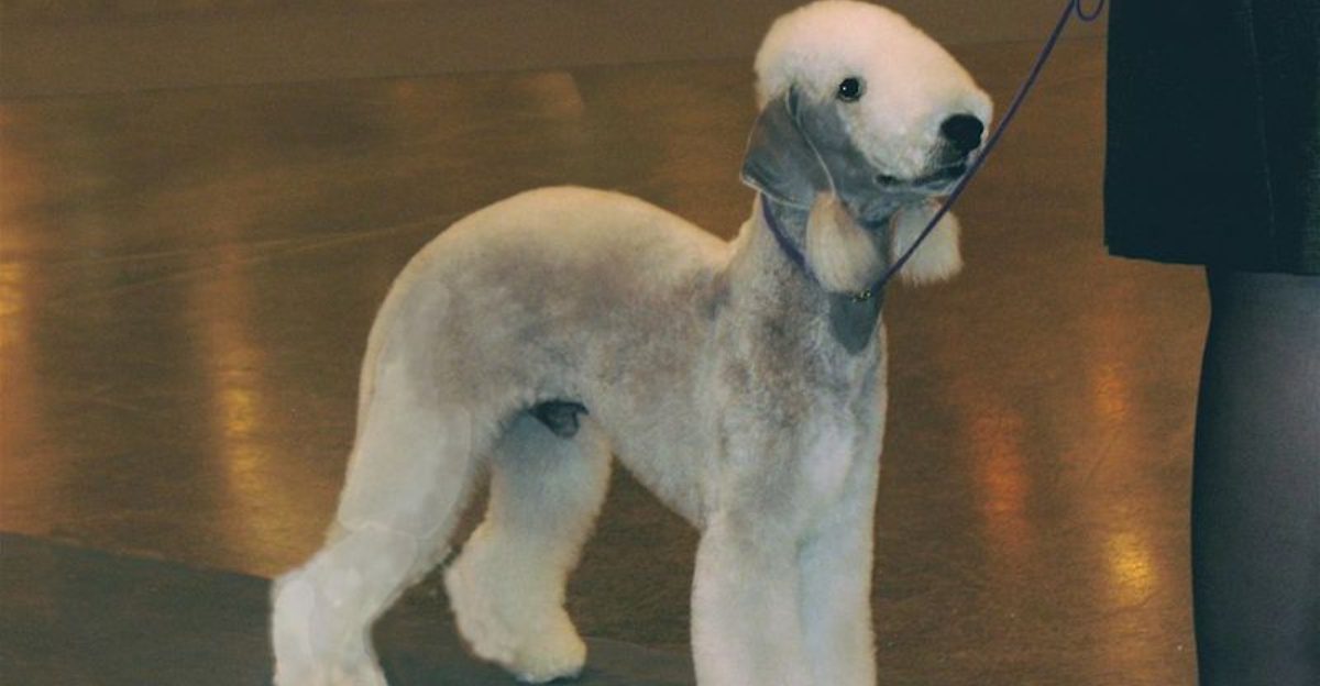 12 terrier breeds – the digging, chasing, and "treasure hunting ...