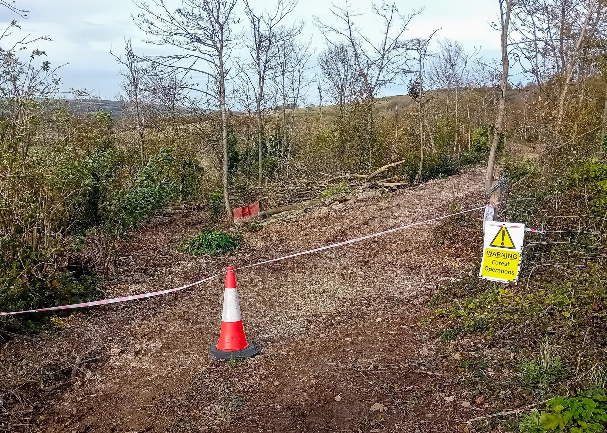 'Temporarily paused' - Council issues update on work to remove trees affected by 'destructive ...