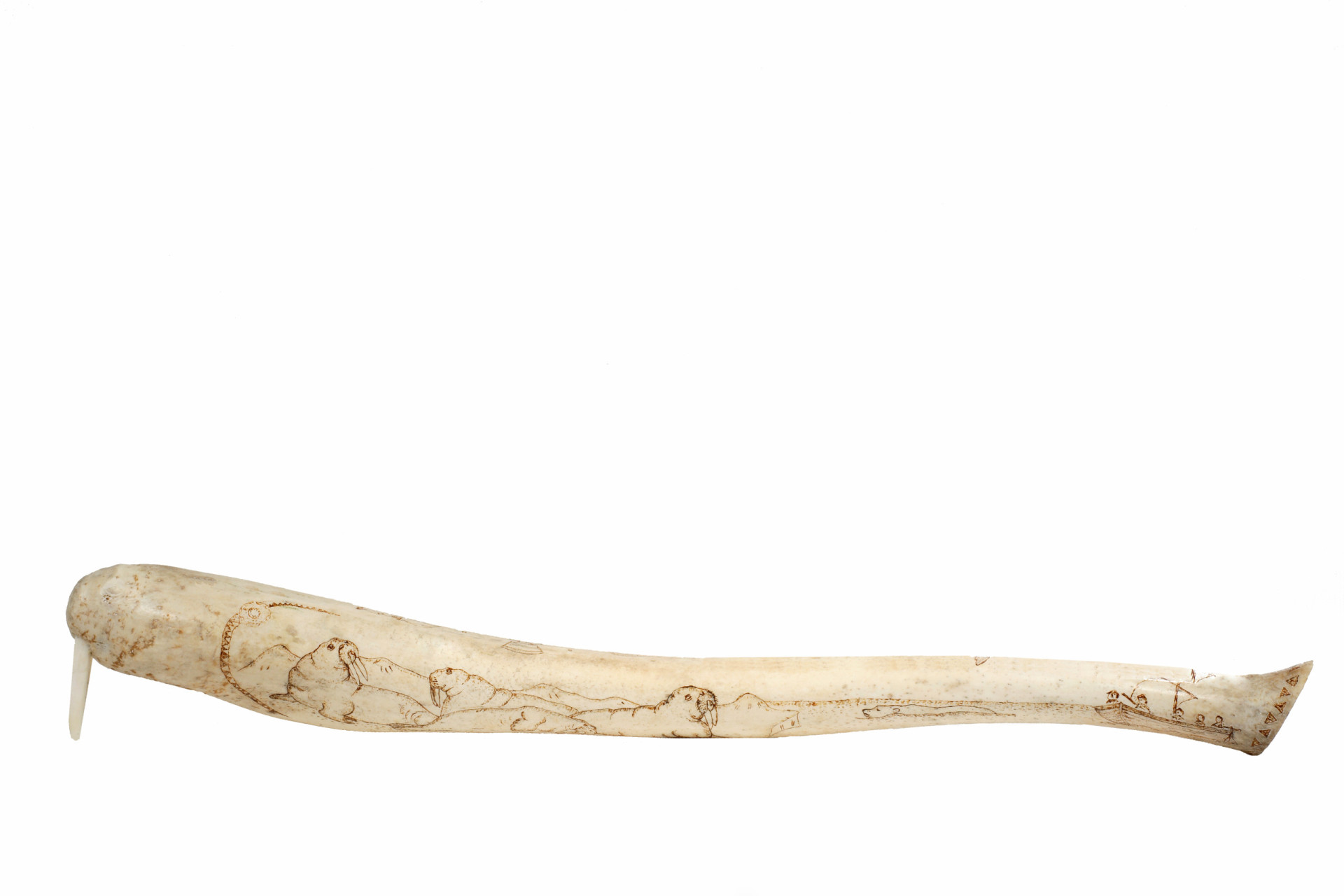 Why don't humans have a baculum, and what exactly is it anyway?