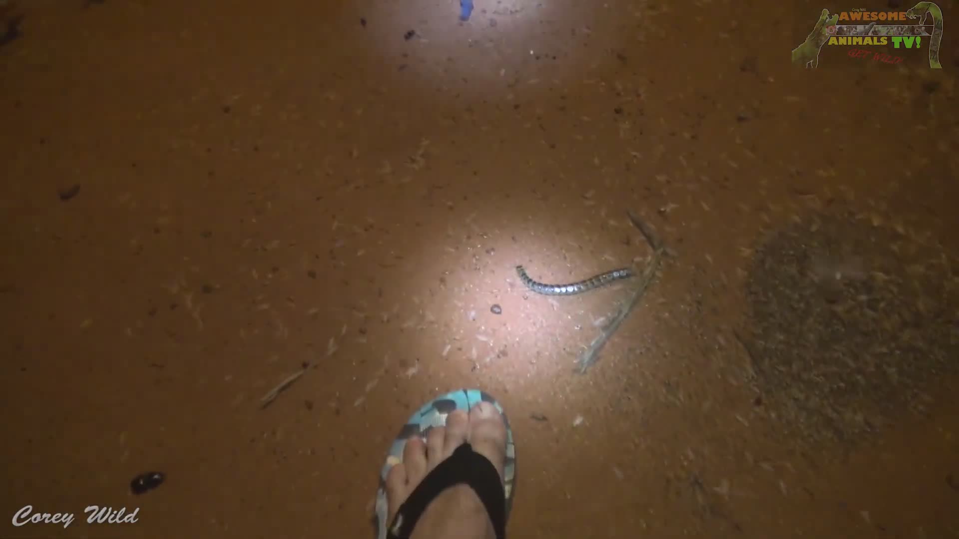 Massive cricket swarm invading Australian outback region
