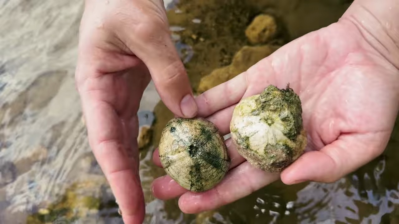 I dove into a fossil river and uncovered prehistoric treasures everywhere