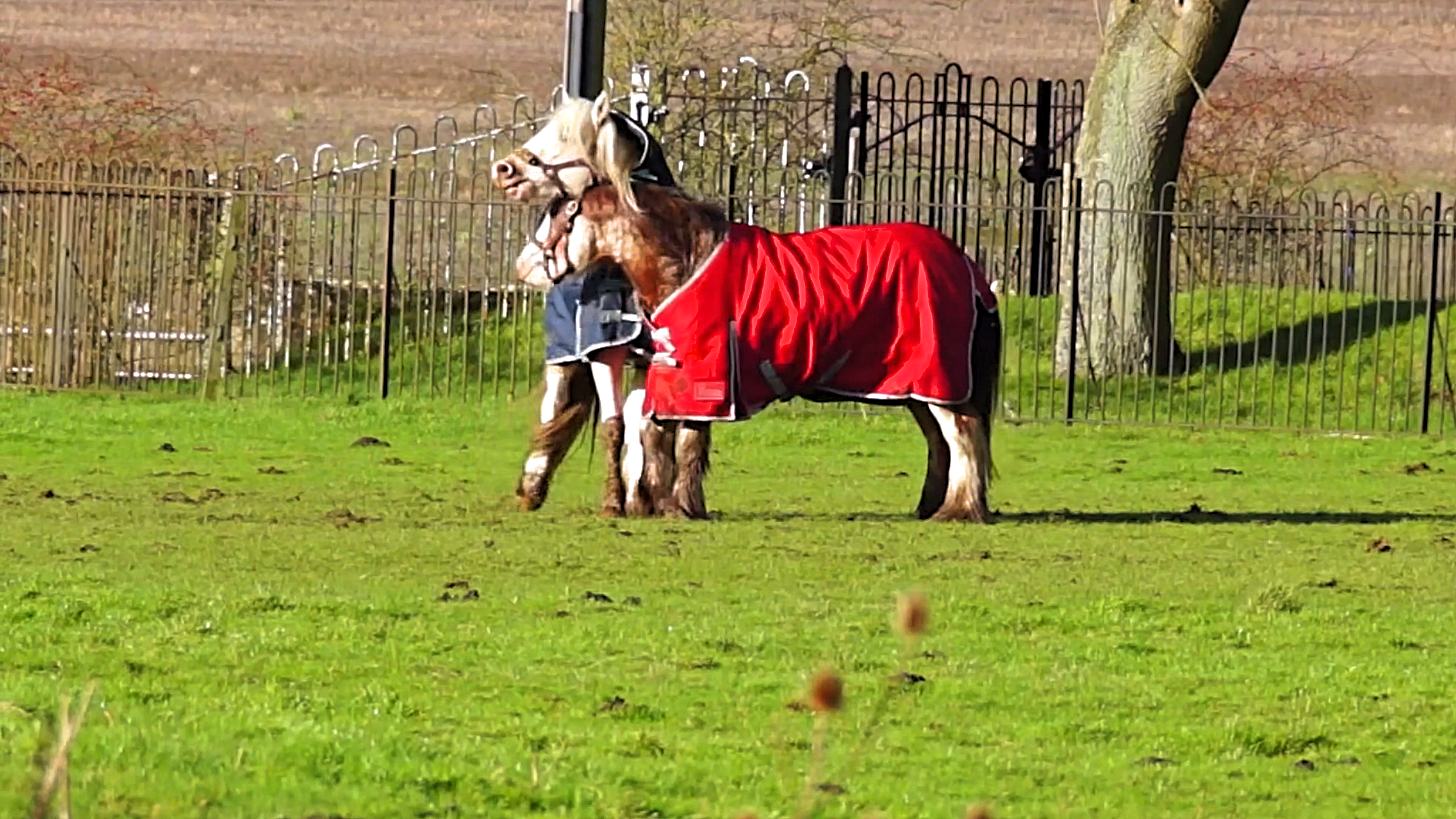 I caught my horses in a rare moment