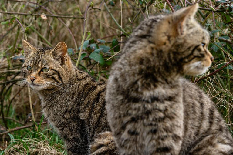 South West 'ready for return of elusive wildcat'