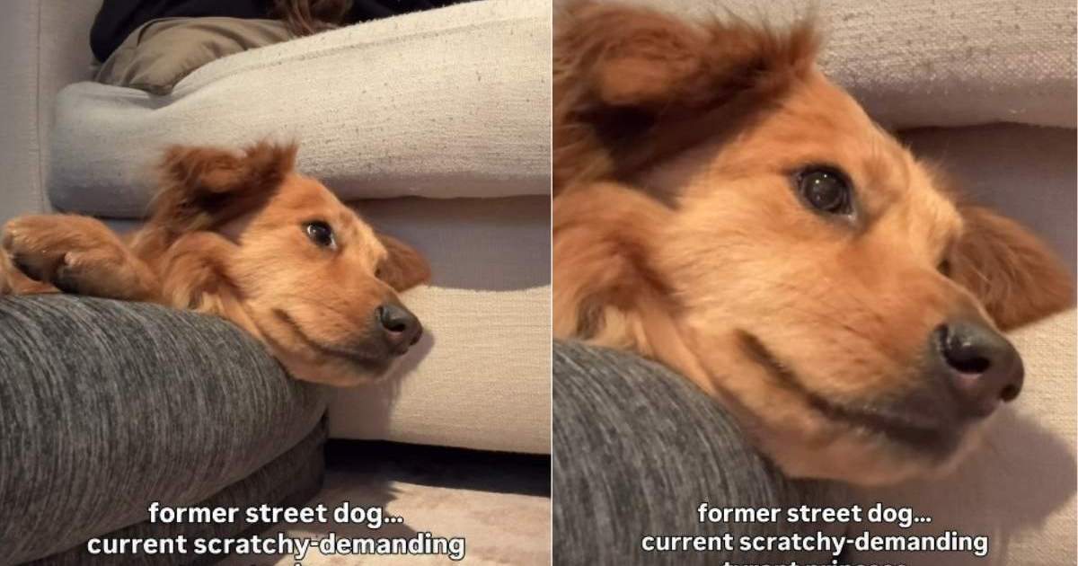 Video: 'Former street dog' is now a 'princess' demanding scratches