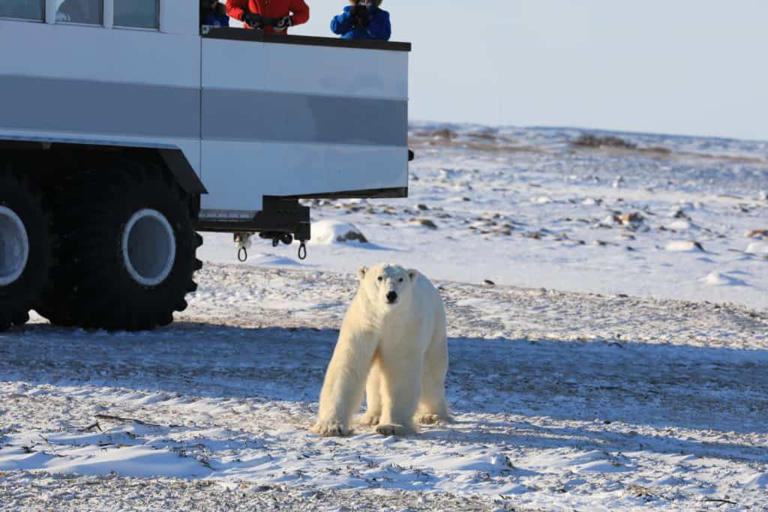 The polar bear photo that shocked the world—and what it really means