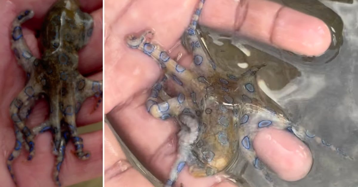 Man escapes death by octopus