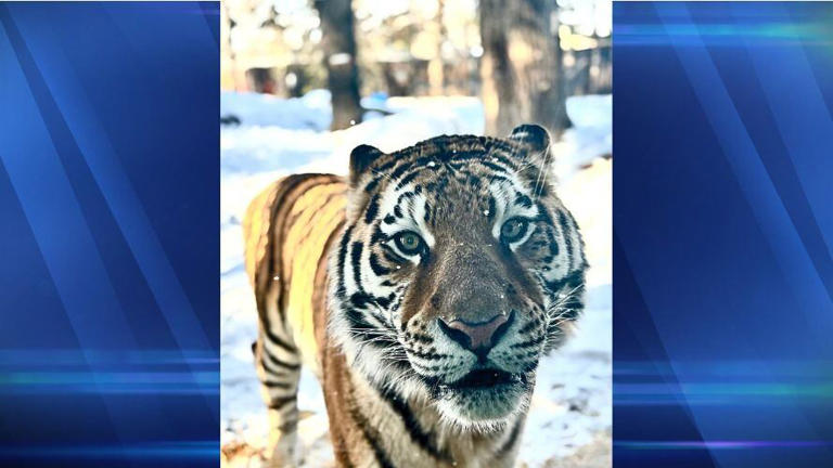 Great Plains Zoo welcomes new tiger