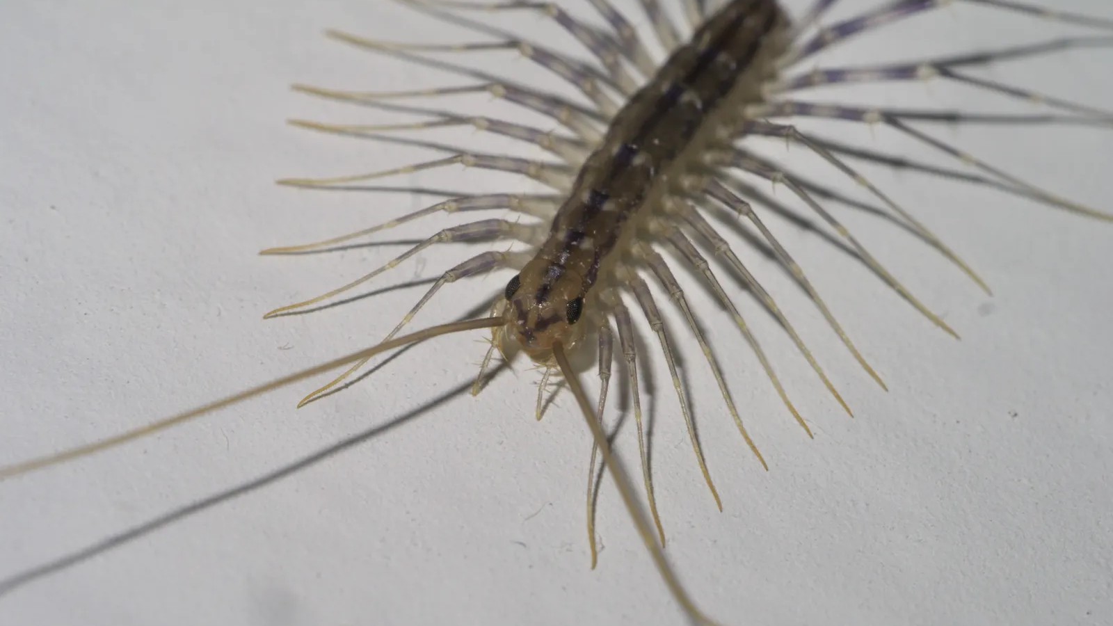 4 insects you should never kill when you find them indoors