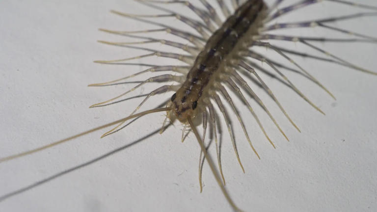4 insects you should never kill when you find them indoors
