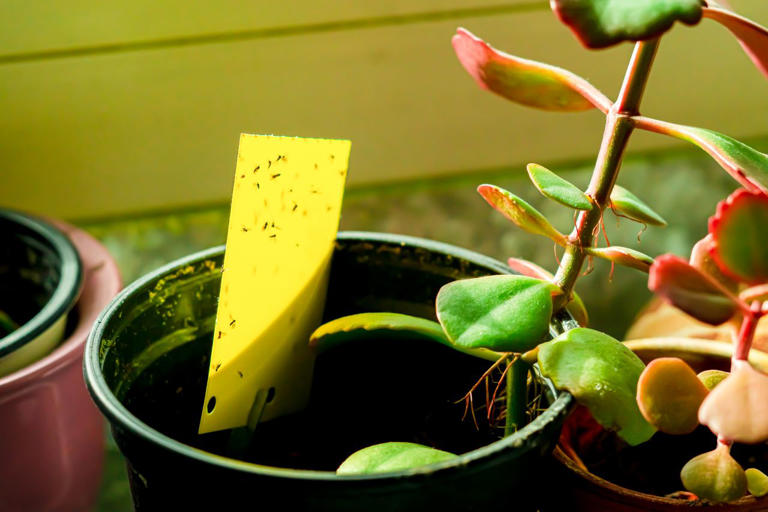 How to use diatomaceous earth for natural pest control indoors and in ...
