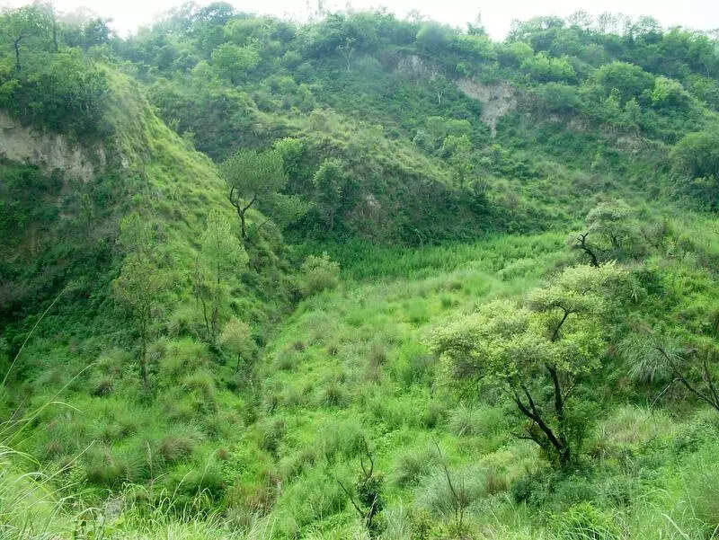 Punjab govt pushes for increase in forest cover