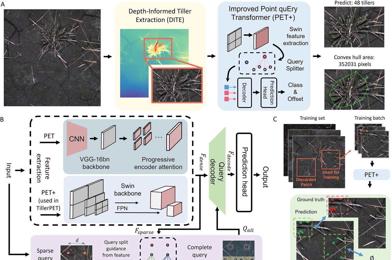 TillerPET: An AI model for high-throughput phenotyping of rice tiller ...