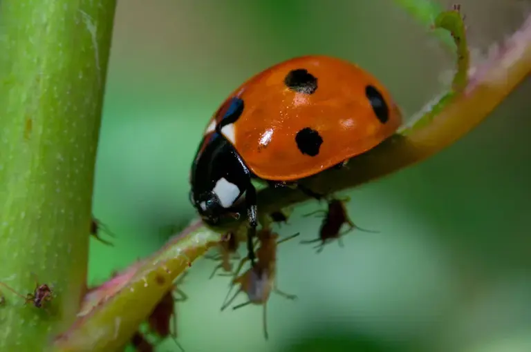 4 insects you should never kill when you find them indoors