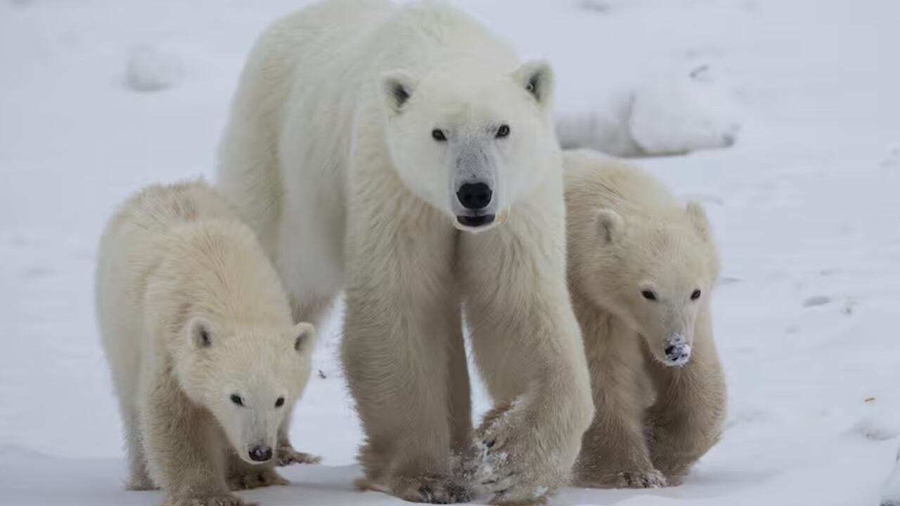 Churchill polar bear adopts 2nd cub in wild