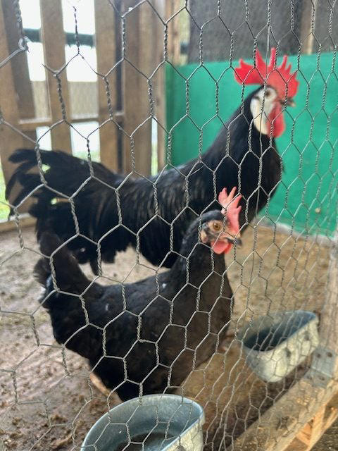 State fairground provides refuge for livestock and families as ...