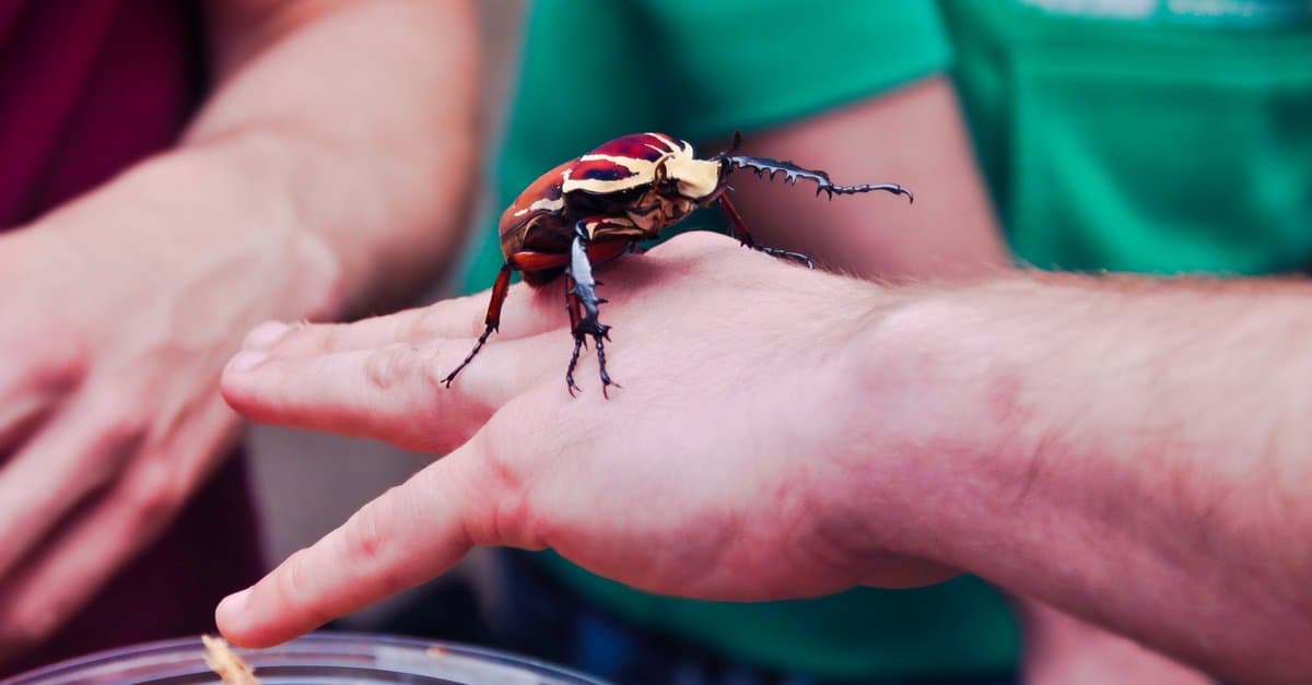 9 insects that make great pets, if you’re not afraid of bugs