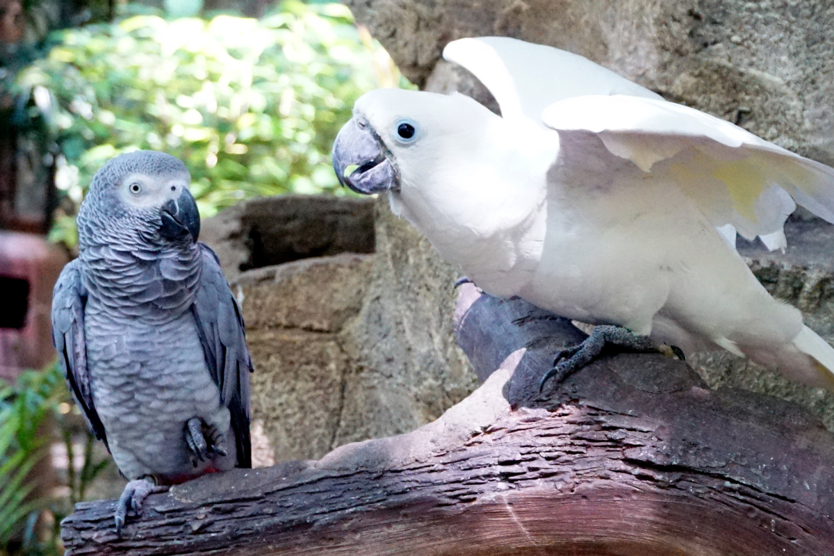 Parrot duo causing breakfast-time mayhem has their dad losing it and us ...