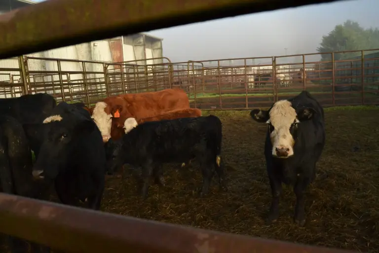 State fairground provides refuge for livestock and families as ...