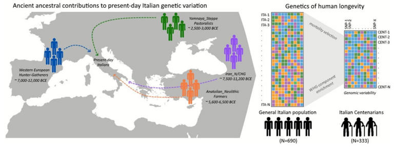 Ancient hunter-gatherer DNA may explain why some people live to 100 ...
