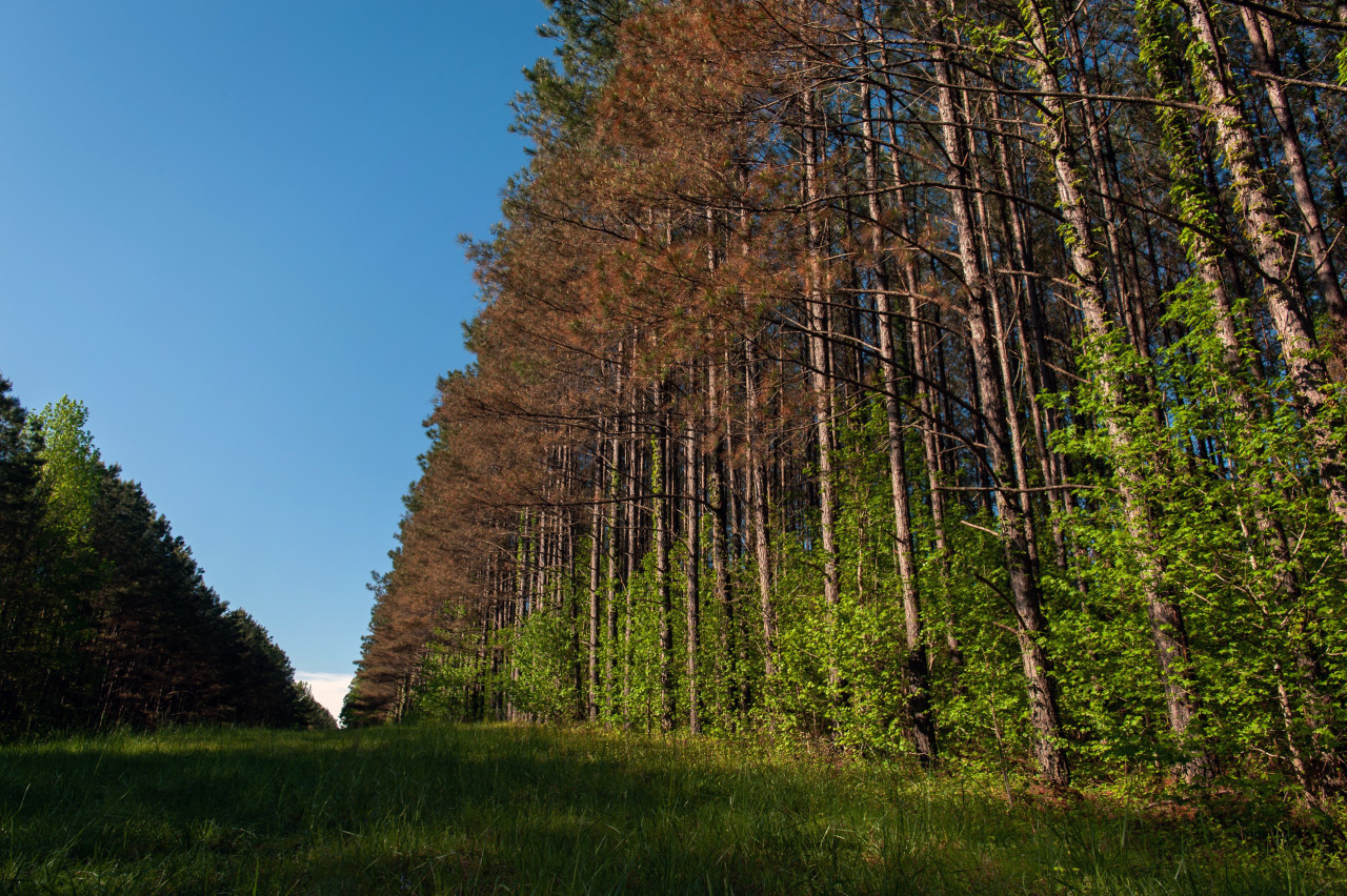 America’s largest landowner bets it can replace met coal with pine trees