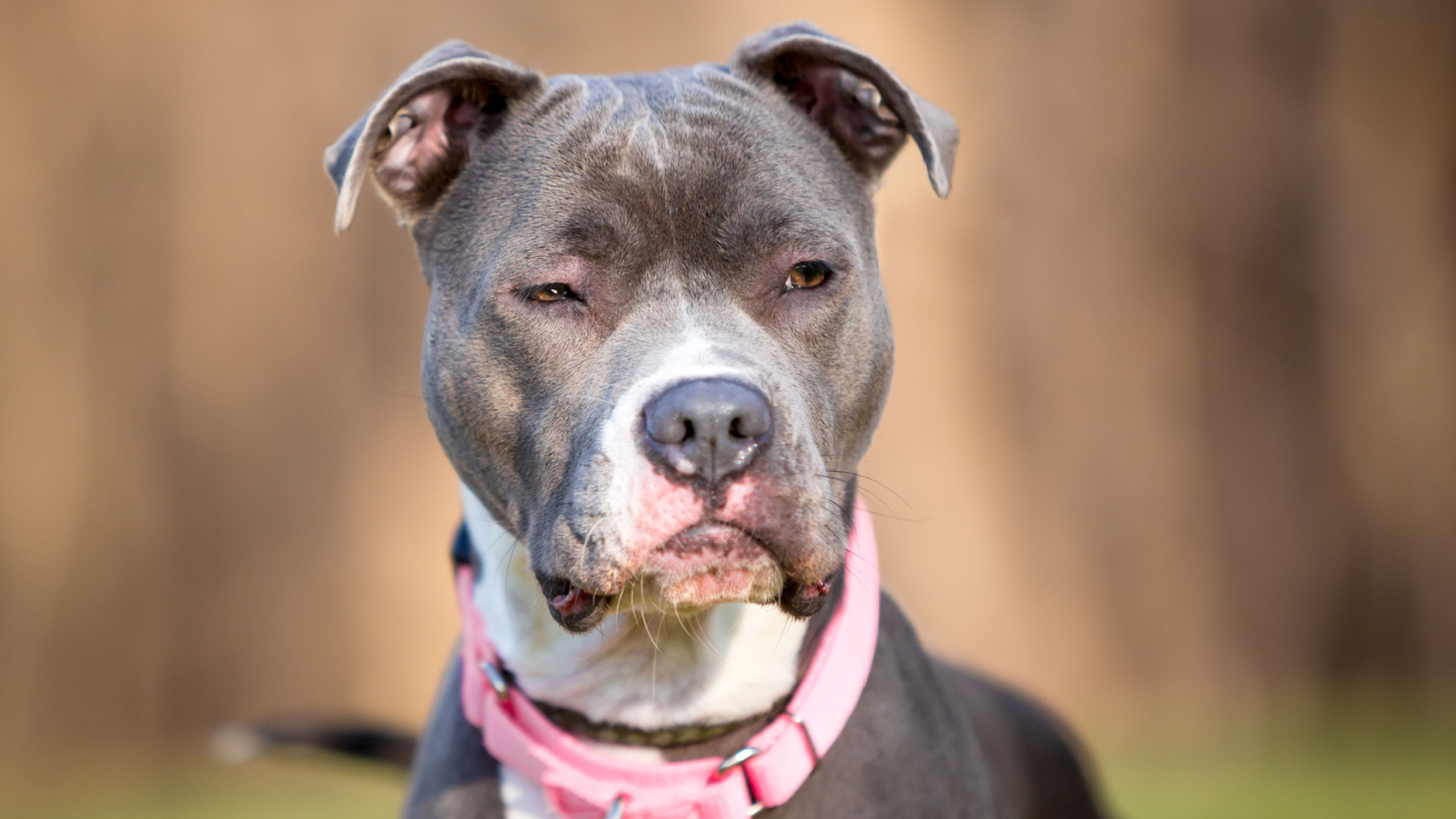 If your dog is mad at you, they will do these 10 things to let you know