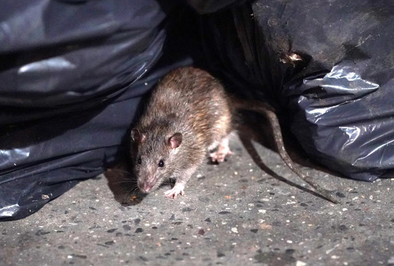 Rat-obsessed Eric Adams creates NYC 'Office of Rodent Mitigation' in ...