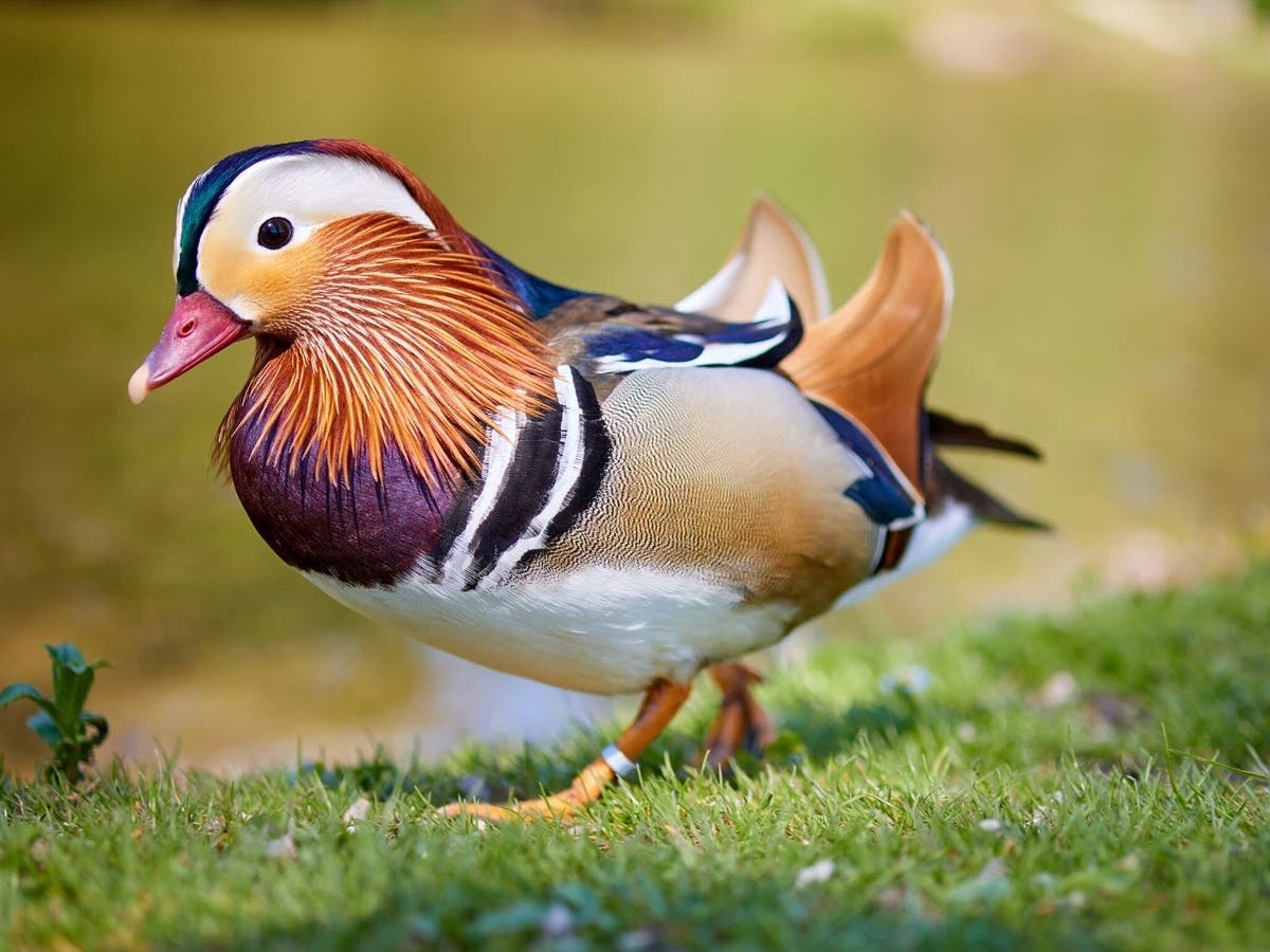 Suffolk SPCA calling for information on rare duck sighting in Stony ...