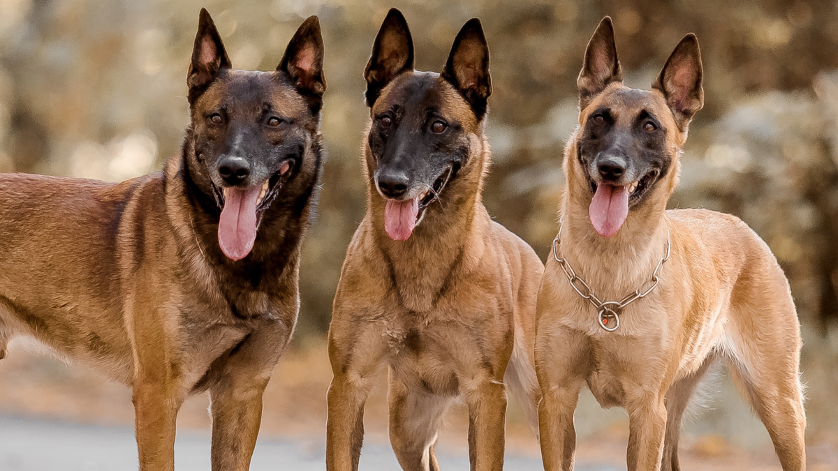 Malinois sprinting out of the car to say hi to grandma is every ...