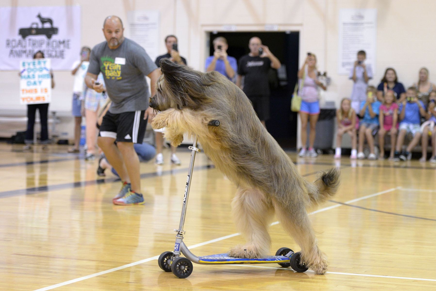 20 amazing records held by animals