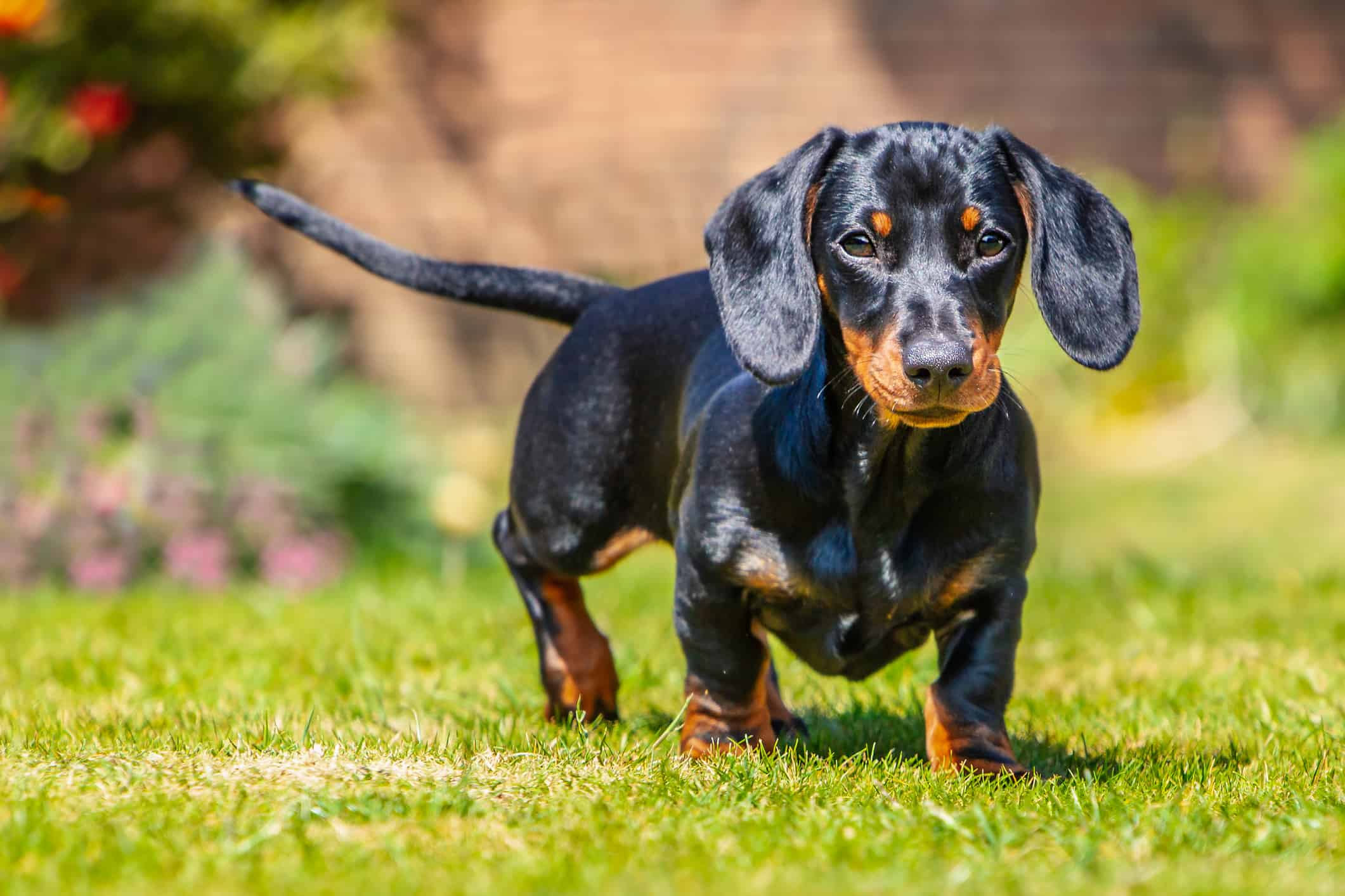 Most people can’t correctly identify these common dog breeds