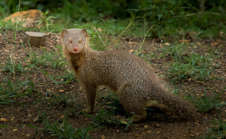 Q&A: Climate shifts drove carnivores' evolution from mongoose-like ...