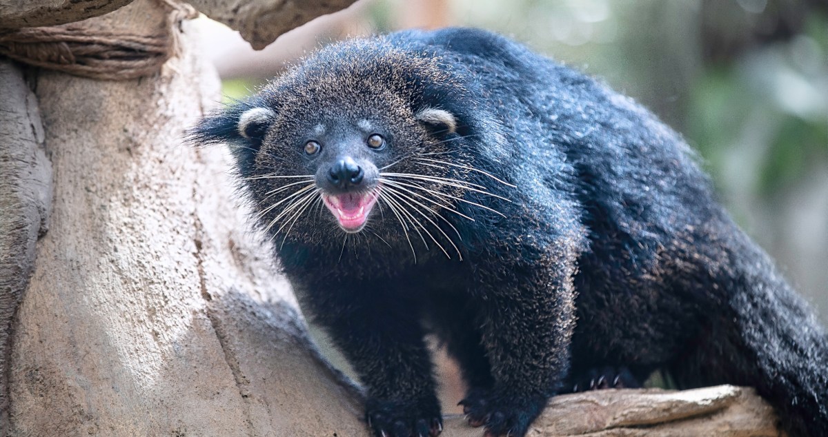 Bearcat bites two people at National Zoo sending them to the hospital