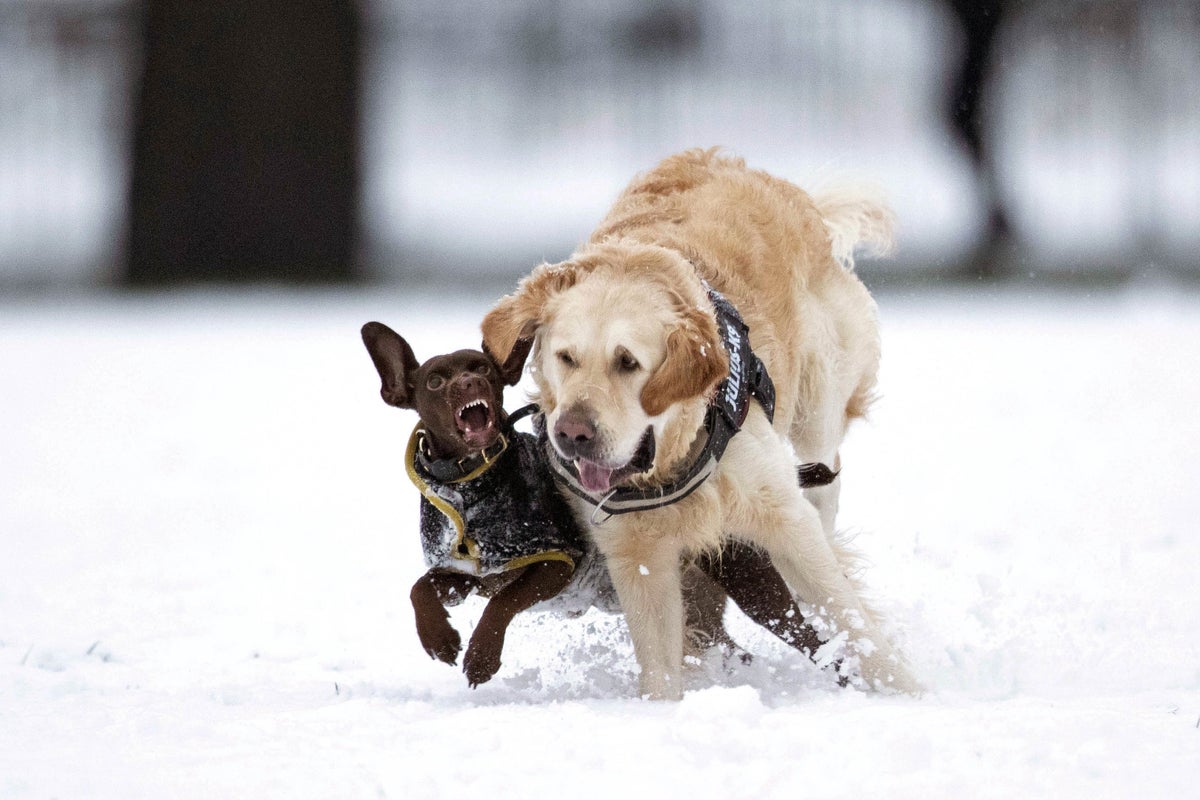 Met Office gives weather update as snow forecast for Christmas week