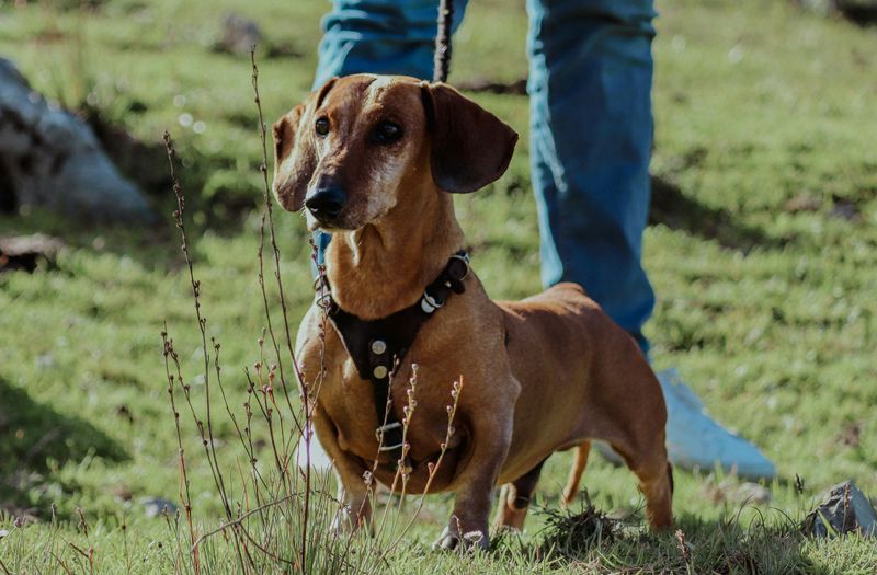 12 innocent-looking dogs that turn aggressive without warning