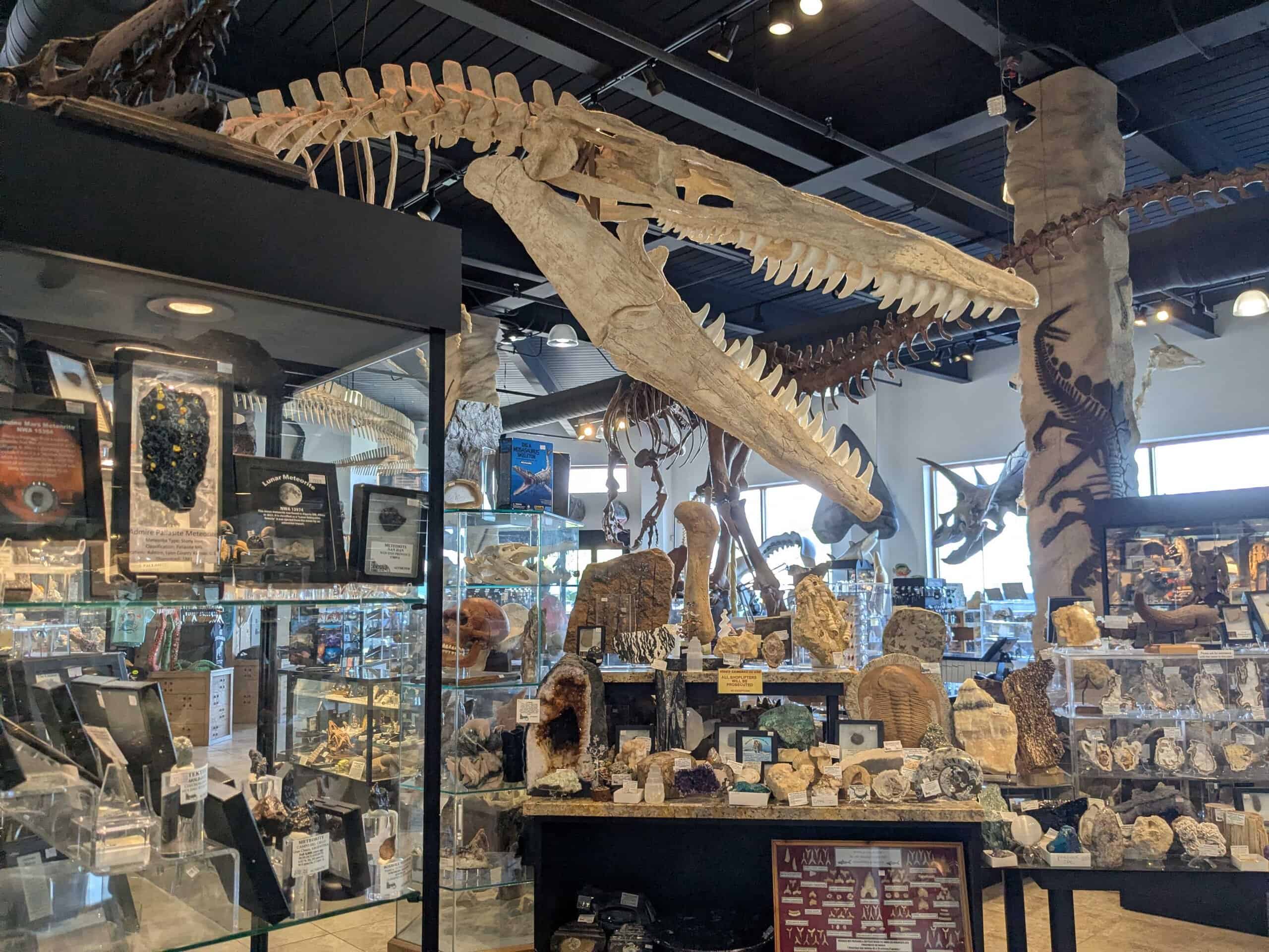 Why the Dinosaur Store in Cocoa Beach is a must-visit Florida attraction