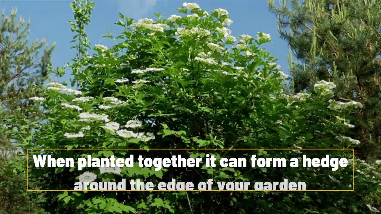 4 plants that will create a private backyard